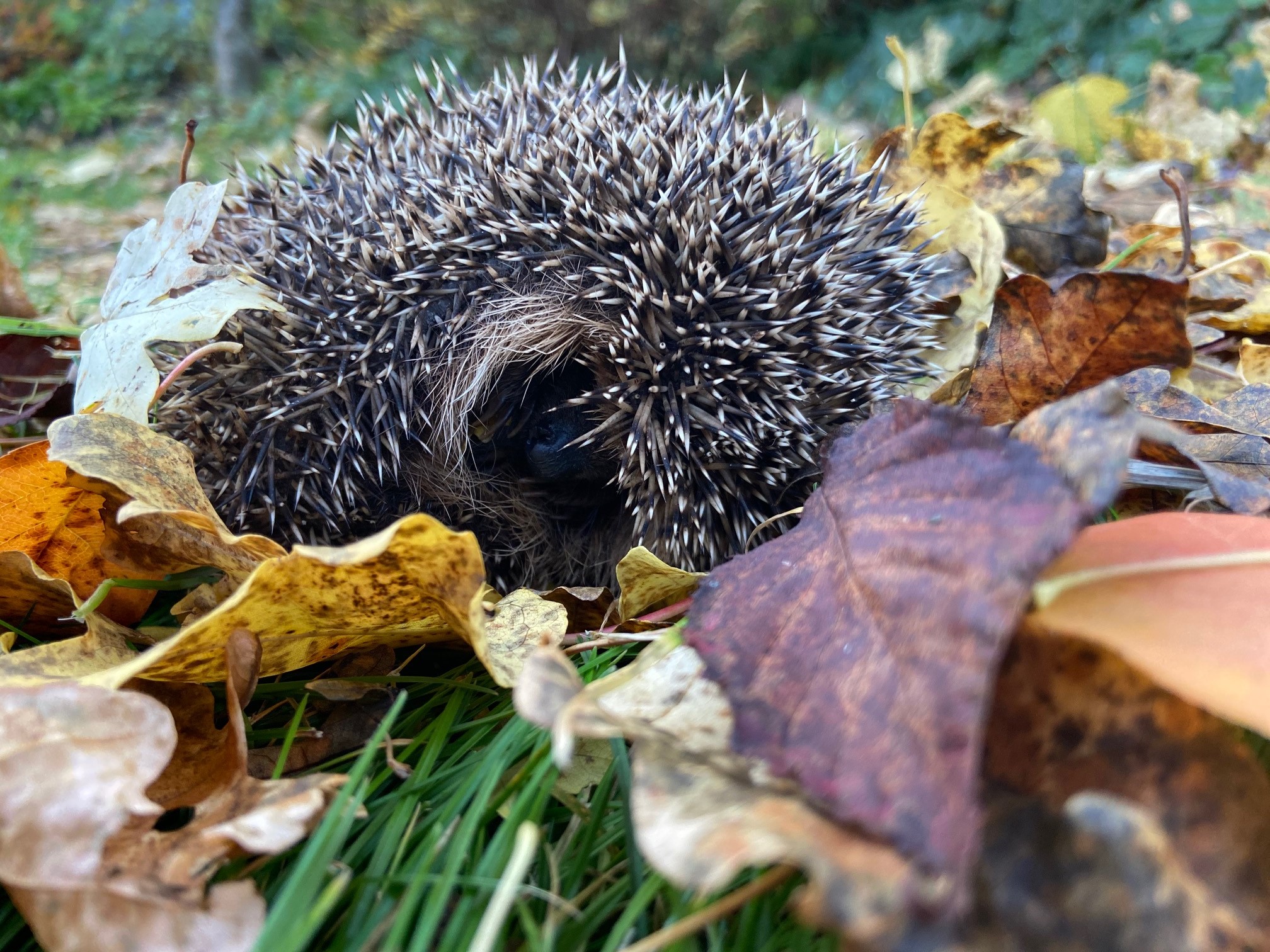 Rettet die Igel: Große Igel-Meldeaktion - Regensburger Stadtzeitung